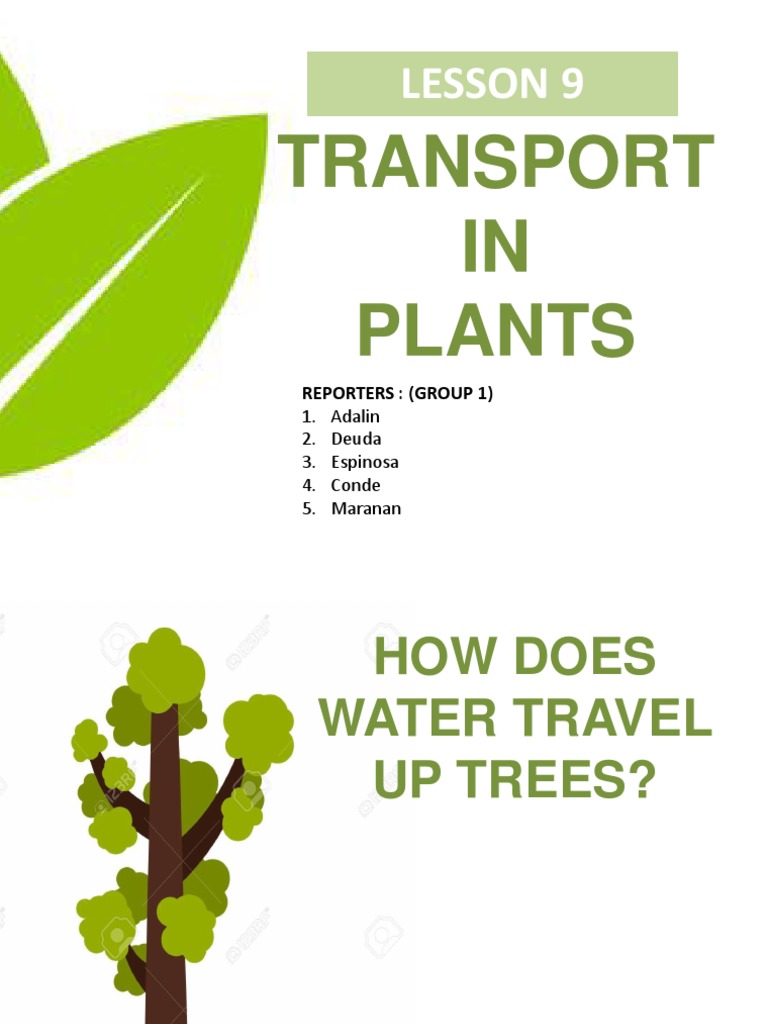 Plant Transport: Xylem and Phloem Functions | PDF | Plant Stem | Tissue ...