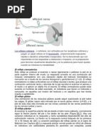 Reflejo Cremasterico | PDF