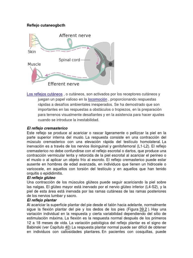 Reflejos Cutáneos y Pupilares | PDF | Sistema nervioso | Neuroanatomía