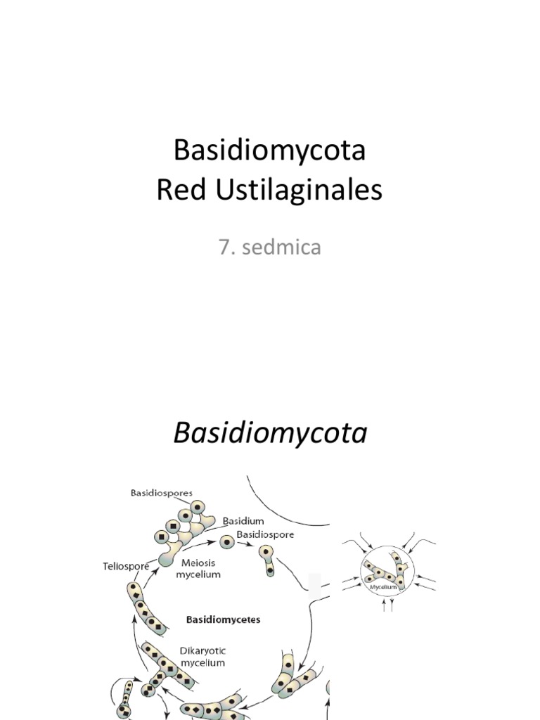05 Basidiomycota Ustilaginales | PDF