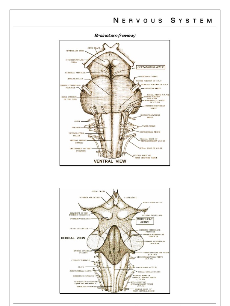 Brain Stem | PDF