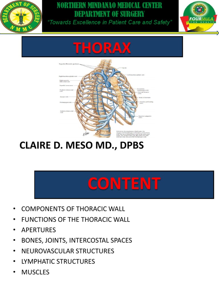 Anatomy and Functions of the Thoracic Wall | PDF | Thorax | Anatomy