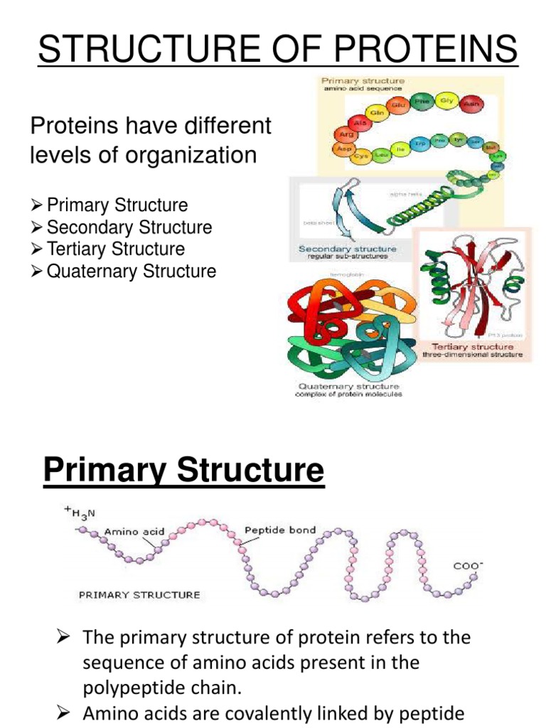 Protein Structure | PDF | Science & Mathematics | Technology & Engineering