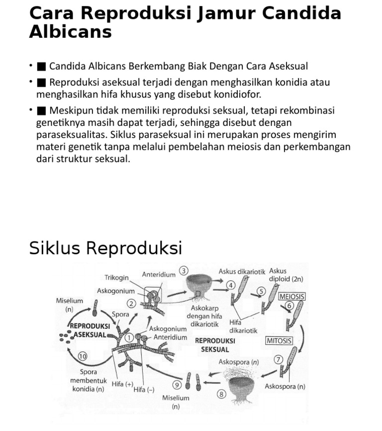 Cara Reproduksi Jamur Candida Albicans | PDF