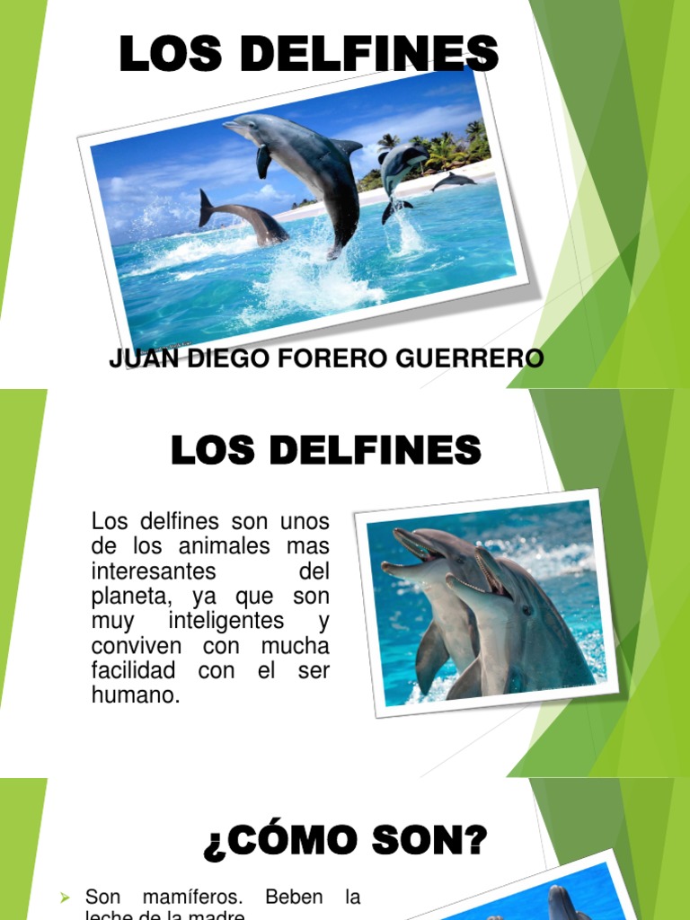 Texto Expositivo Sobre LOS DELFINES | PDF