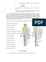 Miotomas - Definición y Pruebas - Kenhub | PDF | Codo | Neuroanatomía