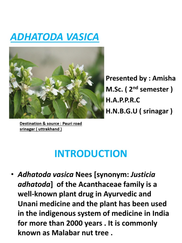 Adhatoda Vasica: Medicinal Uses and Properties | PDF | Wellness | Medical