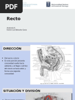 Anatomía del Colon Sigmoide | PDF | Intestino grueso | Recto