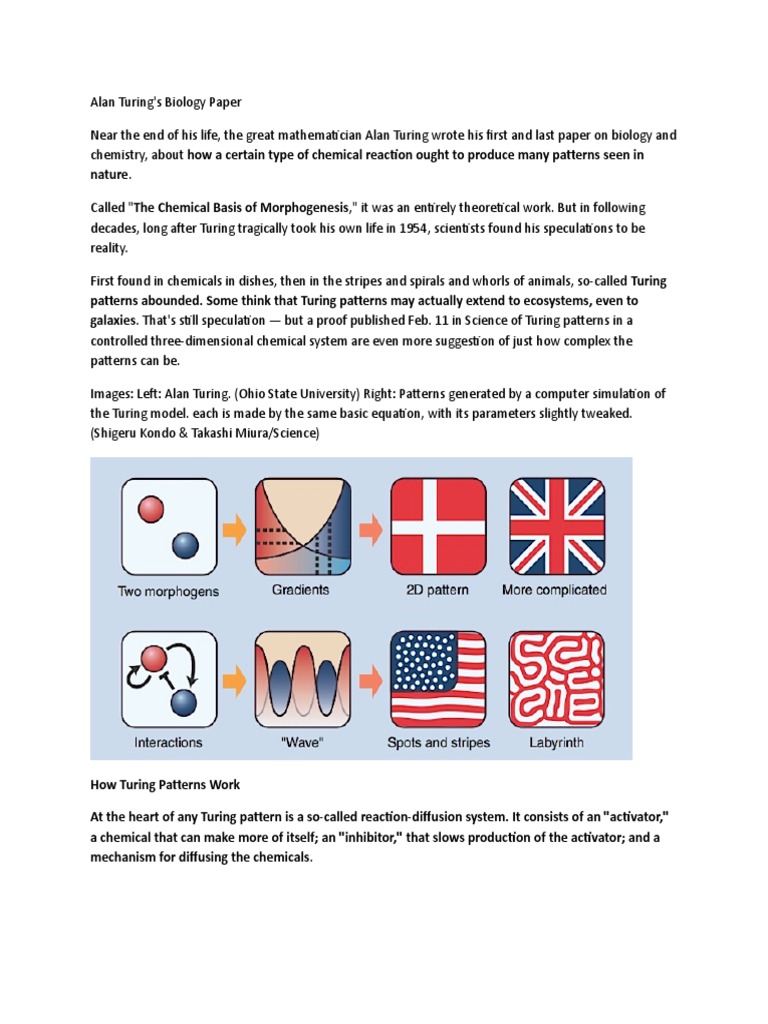 Alan Turing's Patterns in Nature, and Beyond | Download Free PDF ...