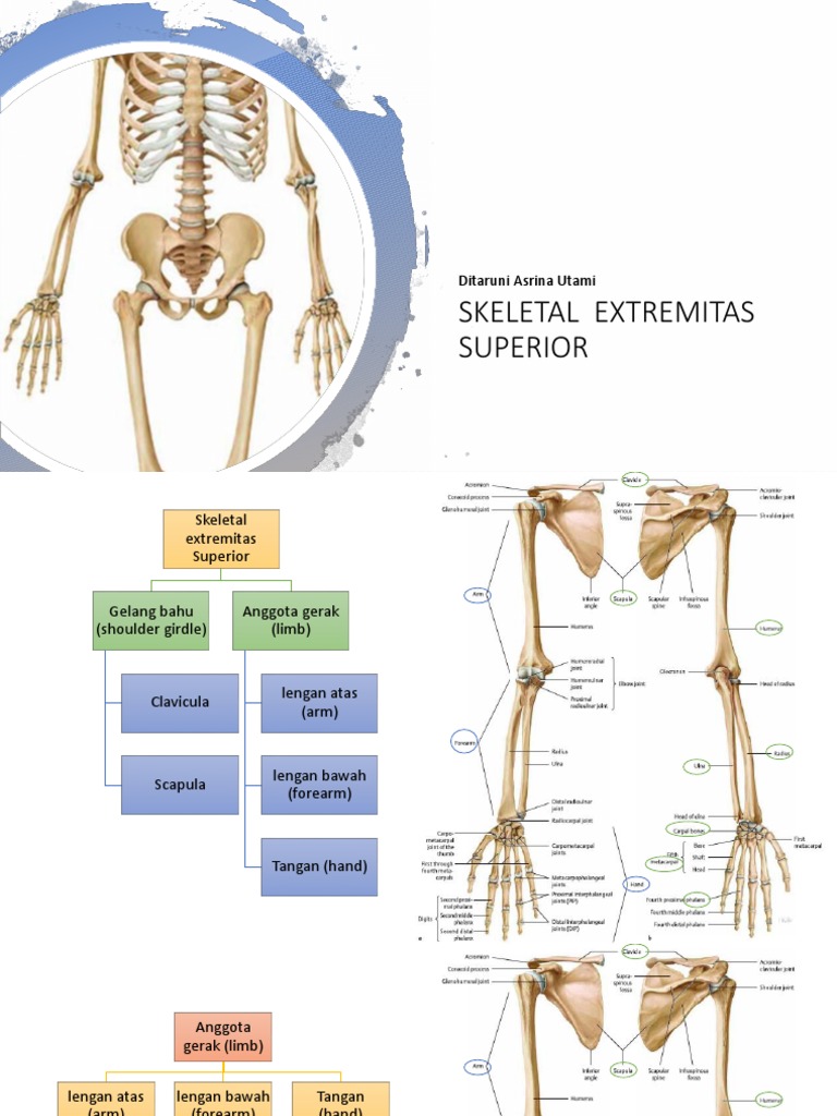 Skeletal Extremitas Superior | PDF