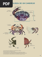 Anatomía del Camarón: Partes y Funciones | PDF | Abdomen | Testículo