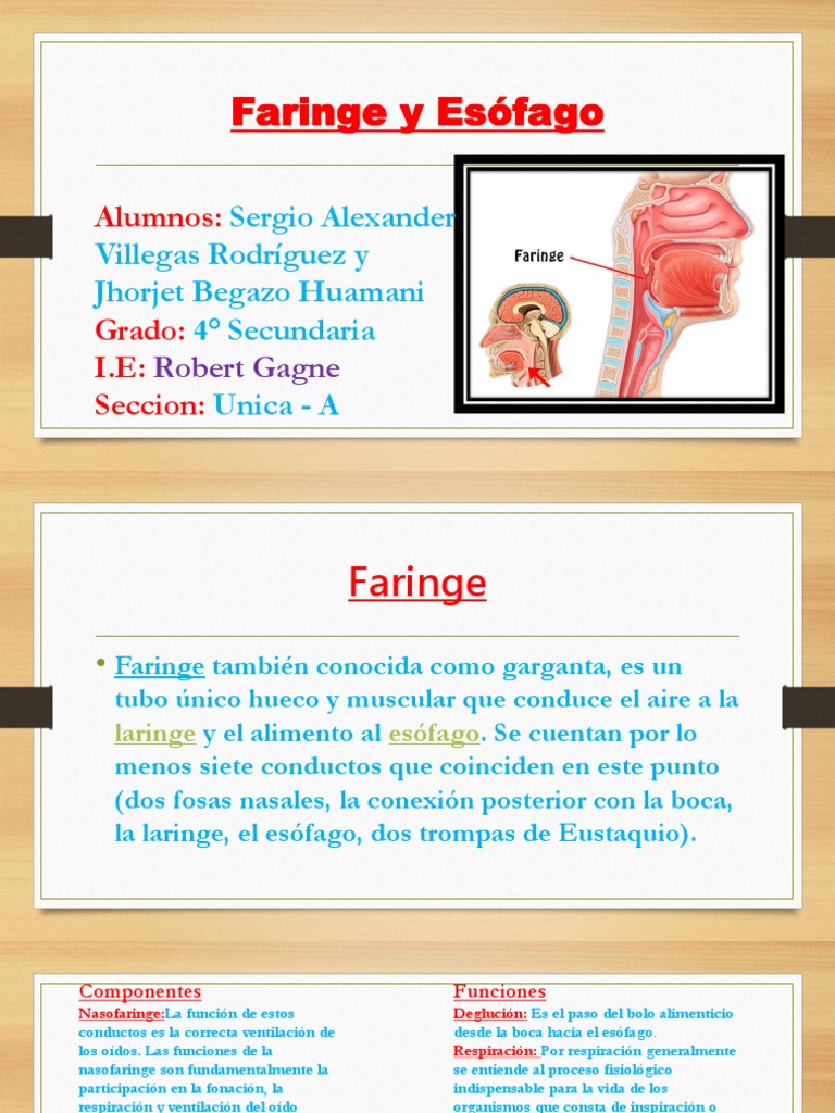 El Esofago y La Faringe | PDF | Esófago | Fisiologia Animal