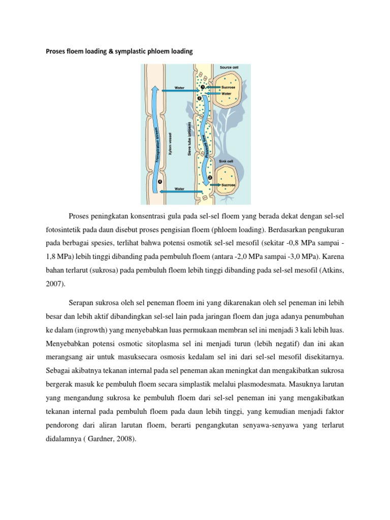 Proses Loading Sukrosa pada Floem | PDF