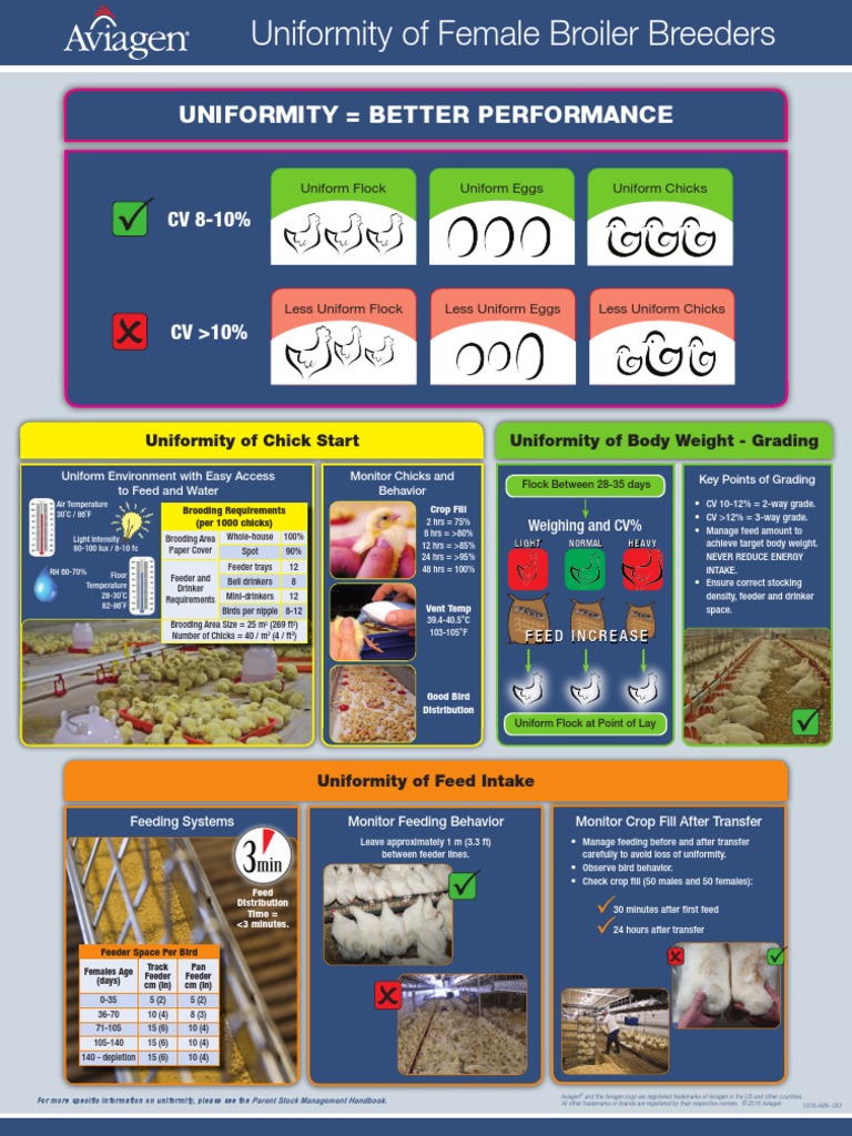 Uniformity Better Performance Uniformity Of Female Broiler Breeders