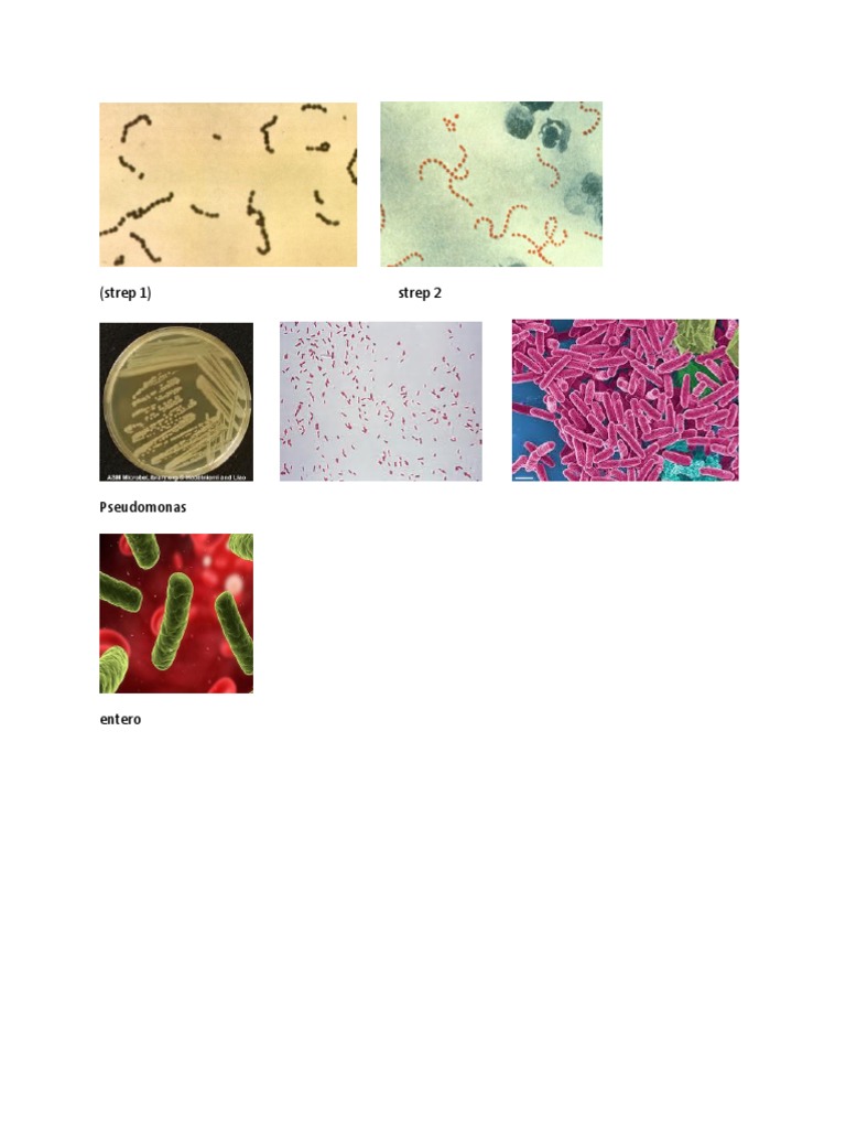 Gambar Bakteri | PDF