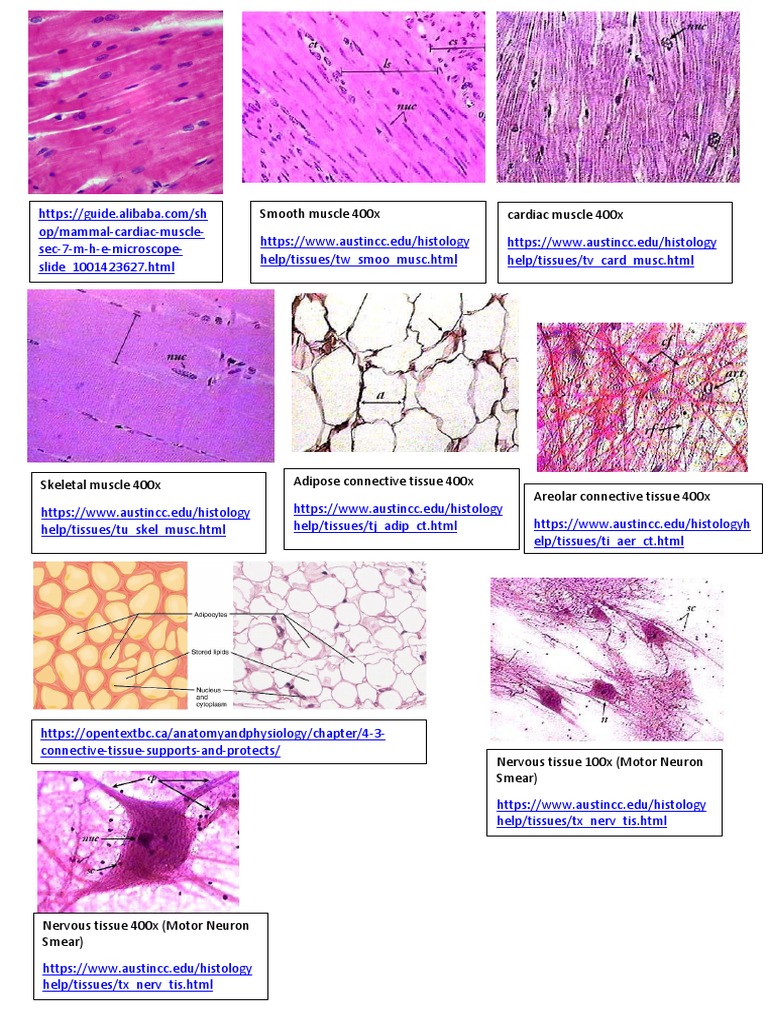 Smooth Muscle 400x Cardiac Muscle 400x | PDF | Tissue (Biology ...