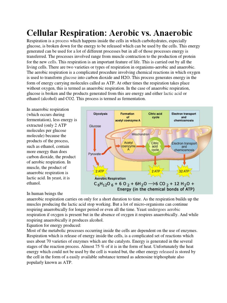H. Aerobic vs. Anaerobic Respiration Lab | PDF | Cellular Respiration ...