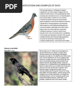 Bald Eagle Fact Sheet | PDF | Bald Eagle | Eagle