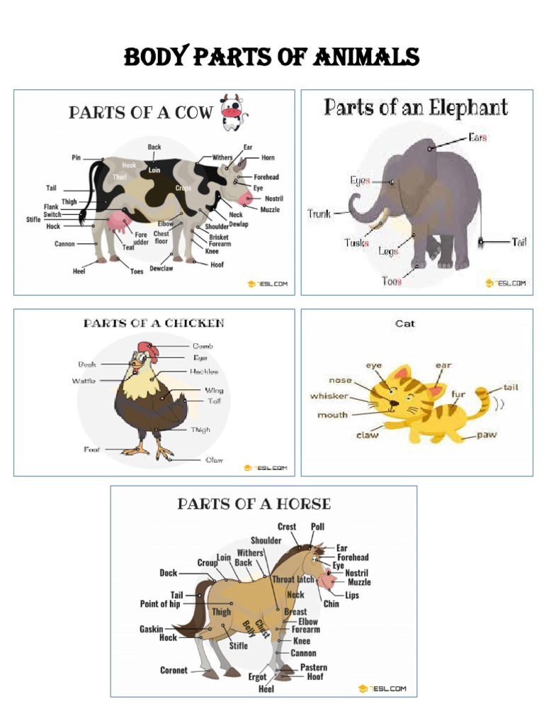 Body Parts of Animals | PDF
