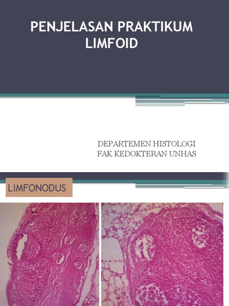 Praktikum Limfoid di Histologi Kedokteran | PDF