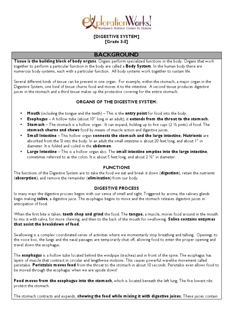 Digestive System Lesson Plan | PDF | Human Digestive System | Digestion