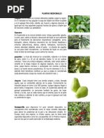 Plantas Medicinales de Tabasco | PDF | Albahaca | Hoja