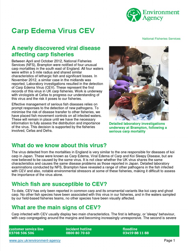 Carp Edema Virus | PDF | Virus | Infection