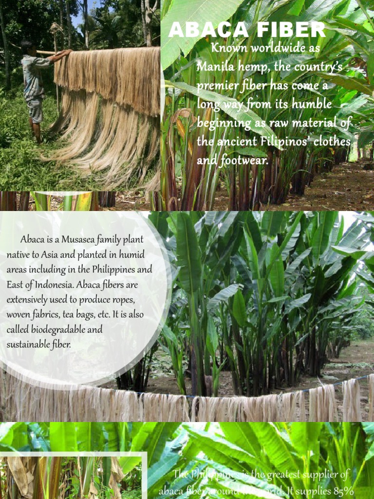 Abaca Fiber | PDF | Fibers | Nature