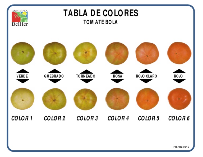 Tabla de Colores - Tomate Bola | PDF