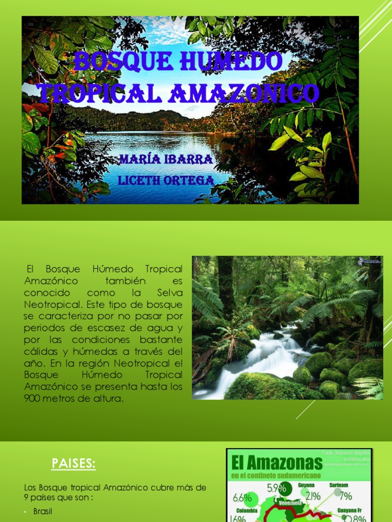 Bosque Humedo Tropical Amazonico | PDF | Selva amazónica | Zona tropical