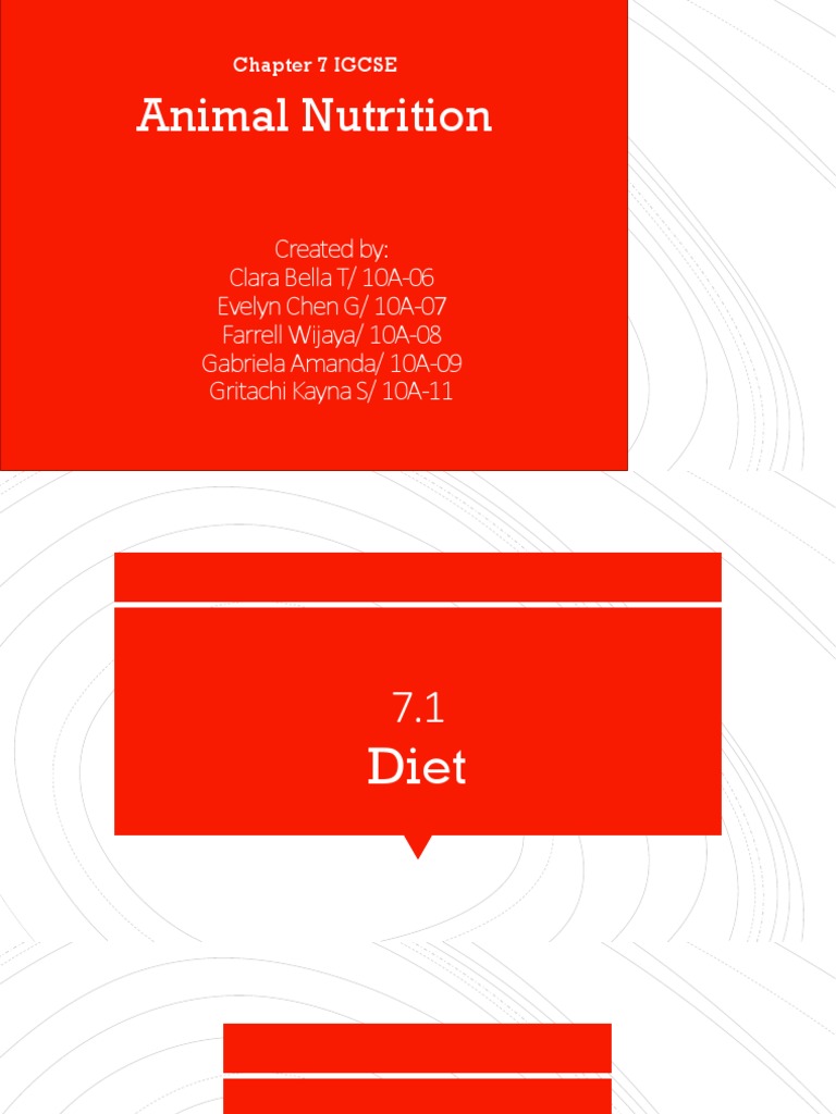 Animal Nutrition in IGCSE Biology | PDF | Human Tooth | Digestion