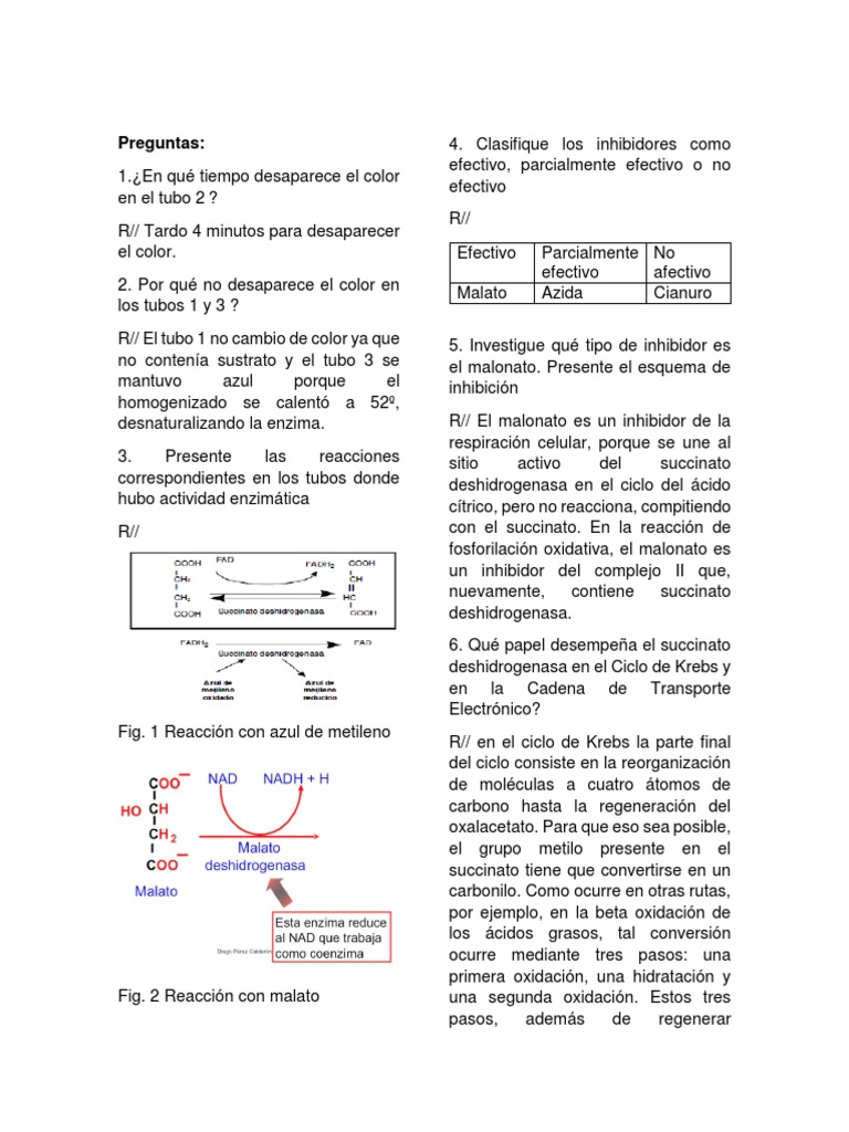 Bioqui 1 | PDF | Ciclo del ácido cítrico | Dieta y nutrición