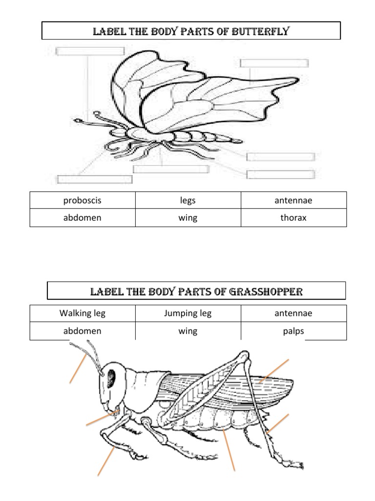 Label The Body Parts of Butterfly: Proboscis Legs Antennae Abdomen Wing ...