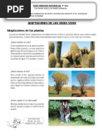 Adaptaciones de Las Plantas | PDF