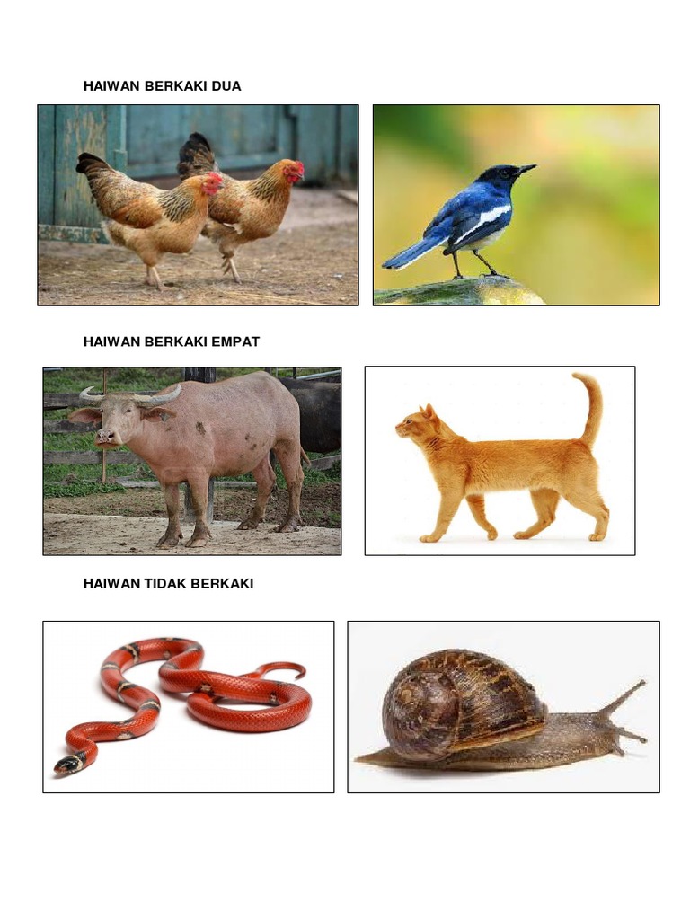 Jenis Haiwan | PDF