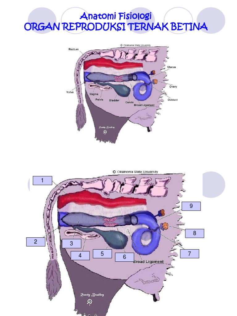 Anatomi Reproduksi Ternak Betina | PDF