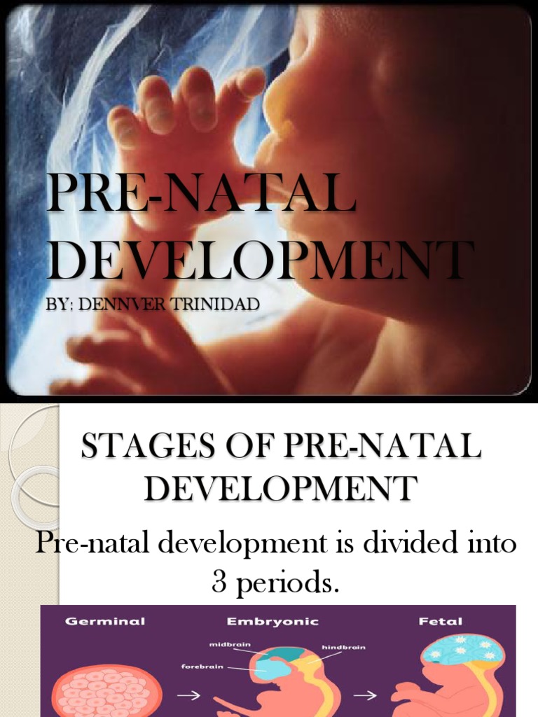 Pre-natal Development Stages | PDF | Biological Processes | Reproduction