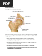 Articulación Coxofemoral Cuadro Integrador | PDF | Rodilla | Cadera