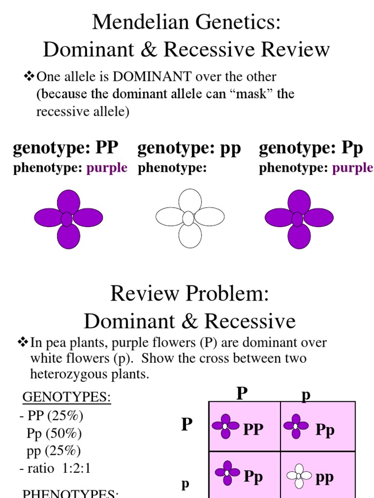 Mendelian Genetics: Dominant & Recessive Review: Genotype: PP Genotype ...