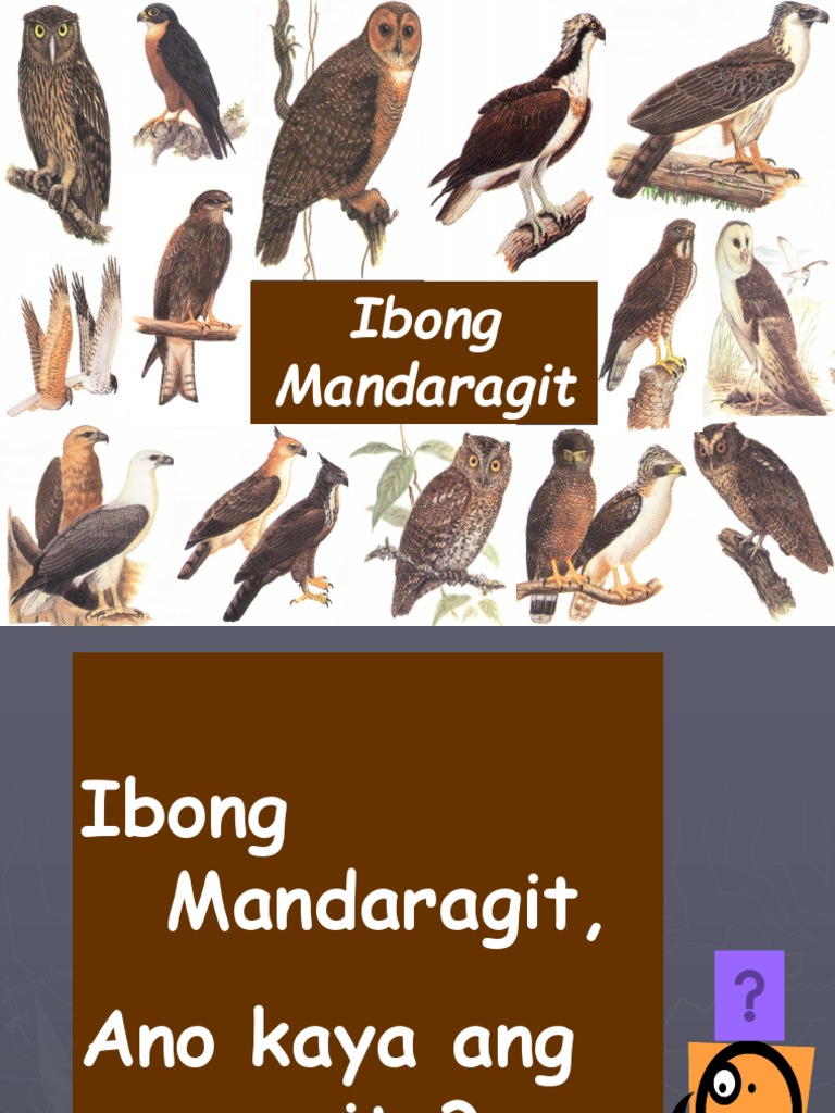 Raptors or Ibong Mandaragit Presentation | PDF