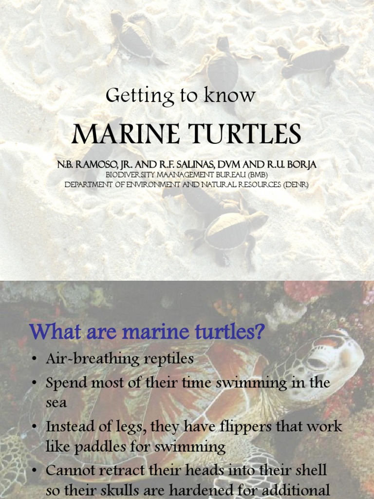 Getting To Know: Marine Turtles | PDF | Turtle | Sea Turtle