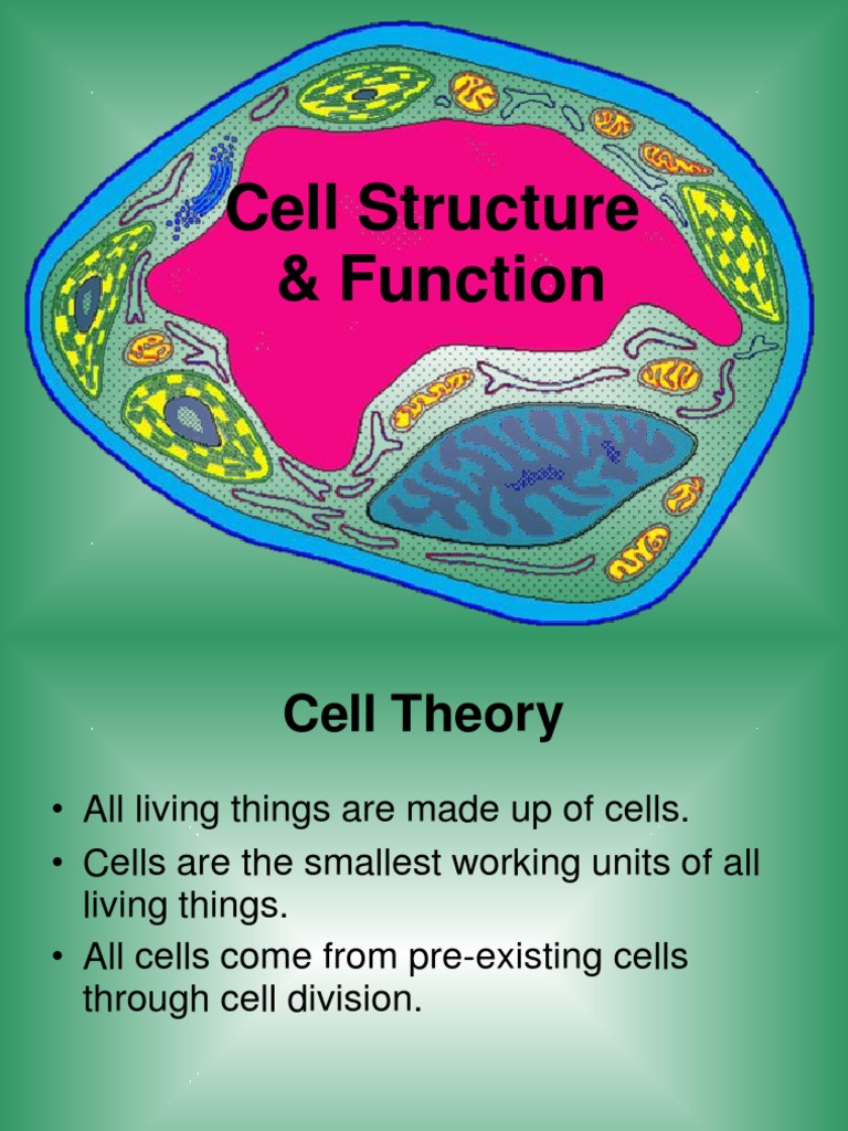 Cell Structure Kgis Grade 11 | PDF | Endoplasmic Reticulum | Cell (Biology)