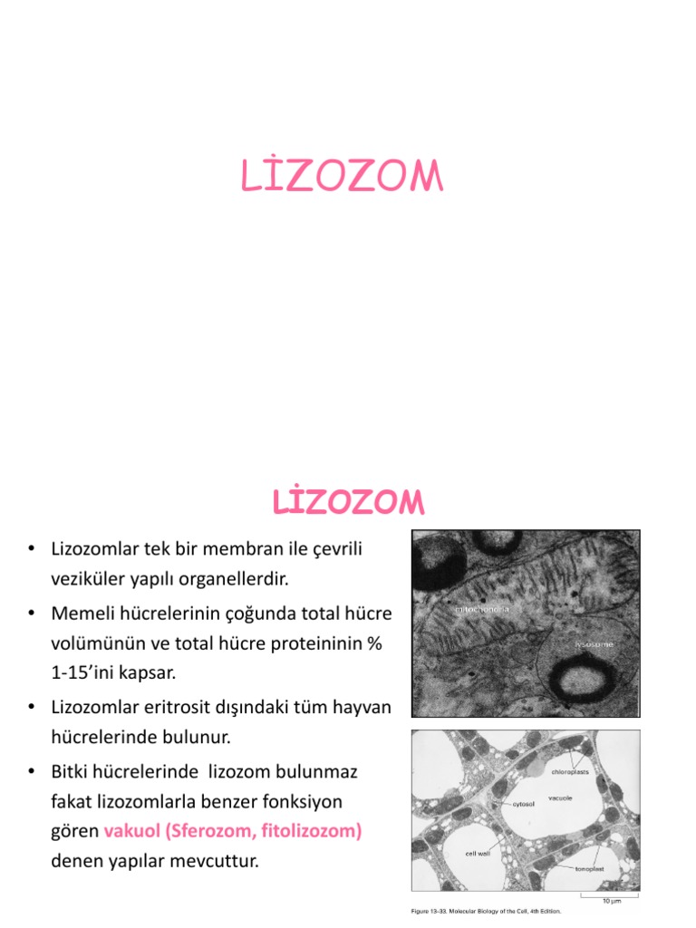 Lizozom