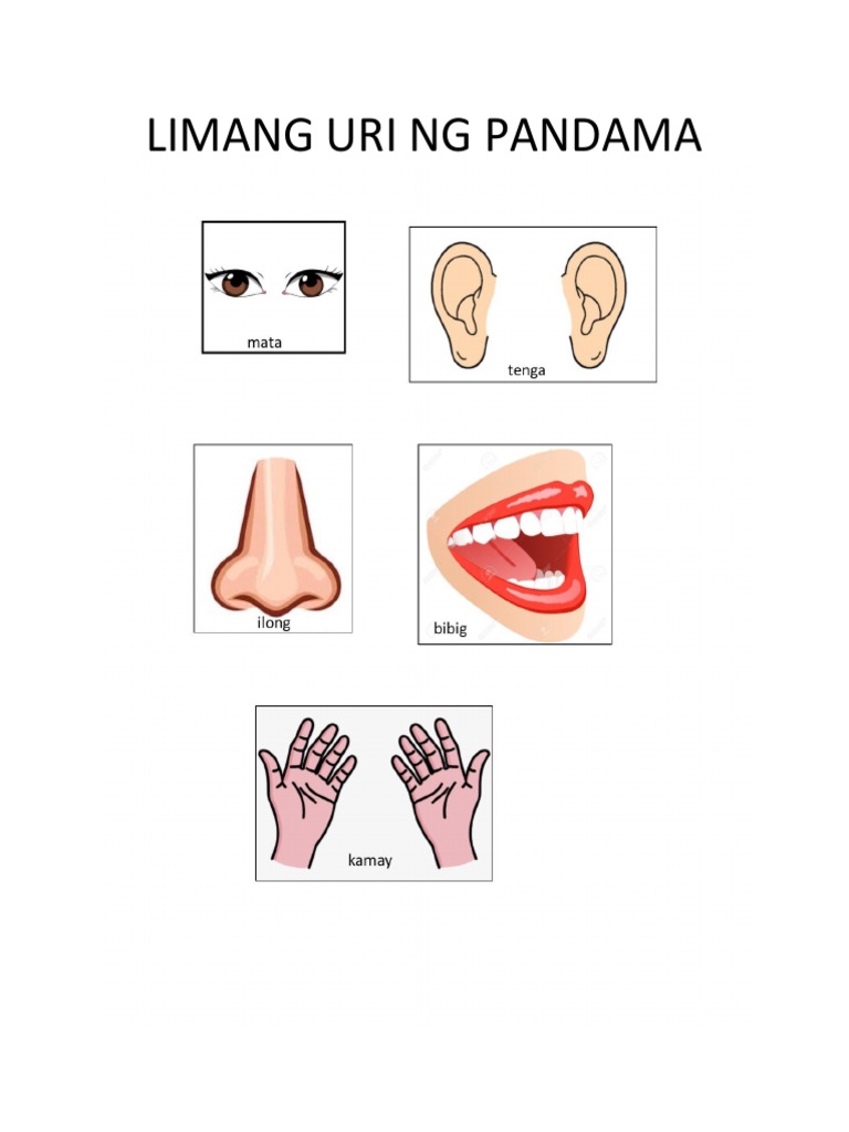 Limang Uri NG Pandama | PDF