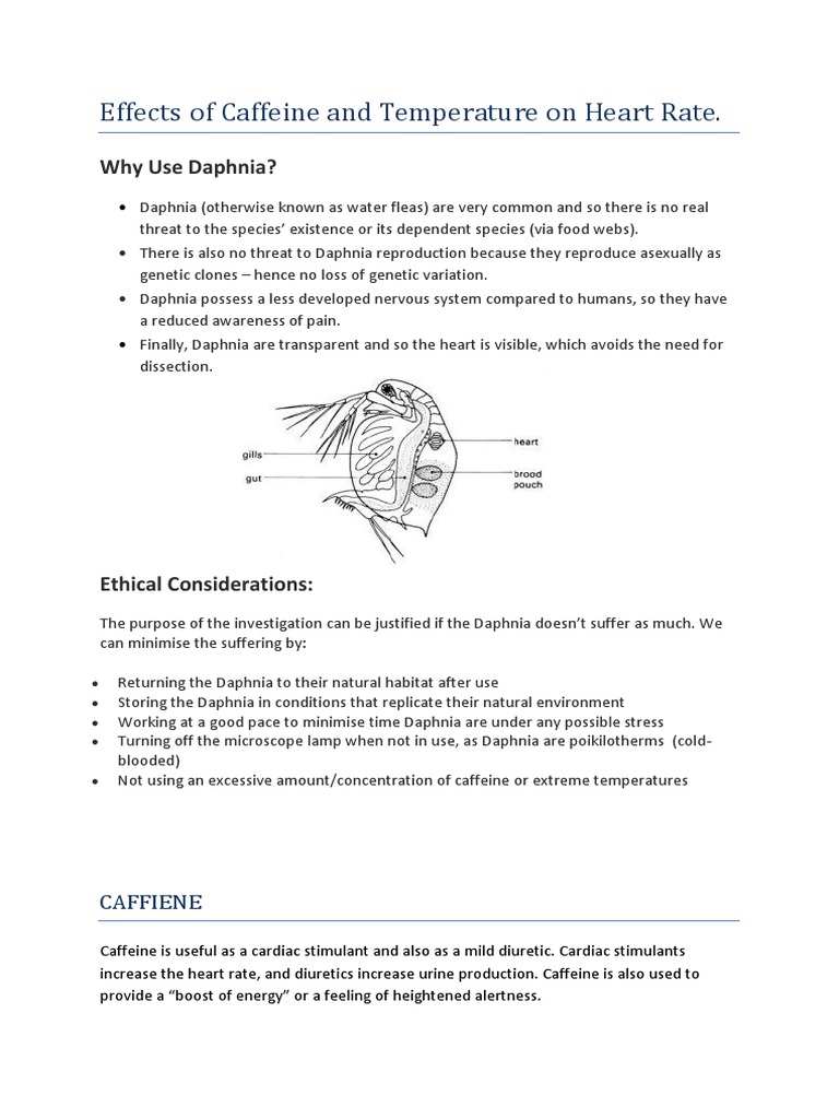 Daphnia Heart Rate: Caffeine & Temperature Effects | PDF | Reaction ...