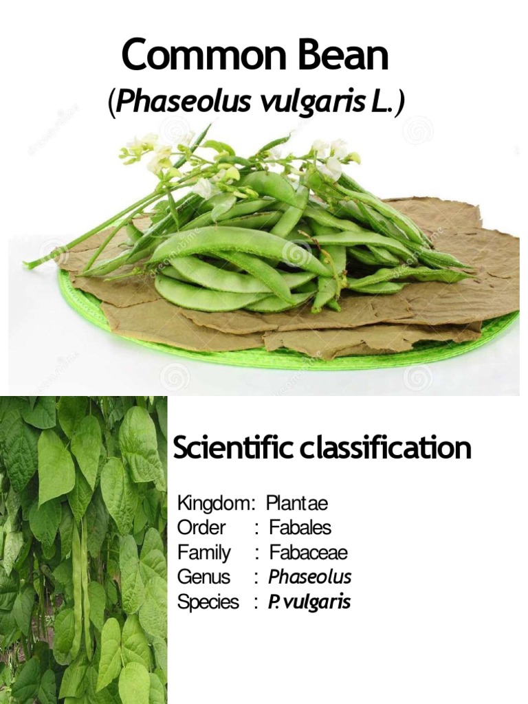 Gardening PPT Beans | PDF | Phaseolus Vulgaris | Edible Plants