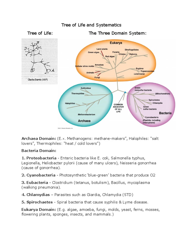 Tree of Life and Taxonomy Overview | PDF | Plants | Algae