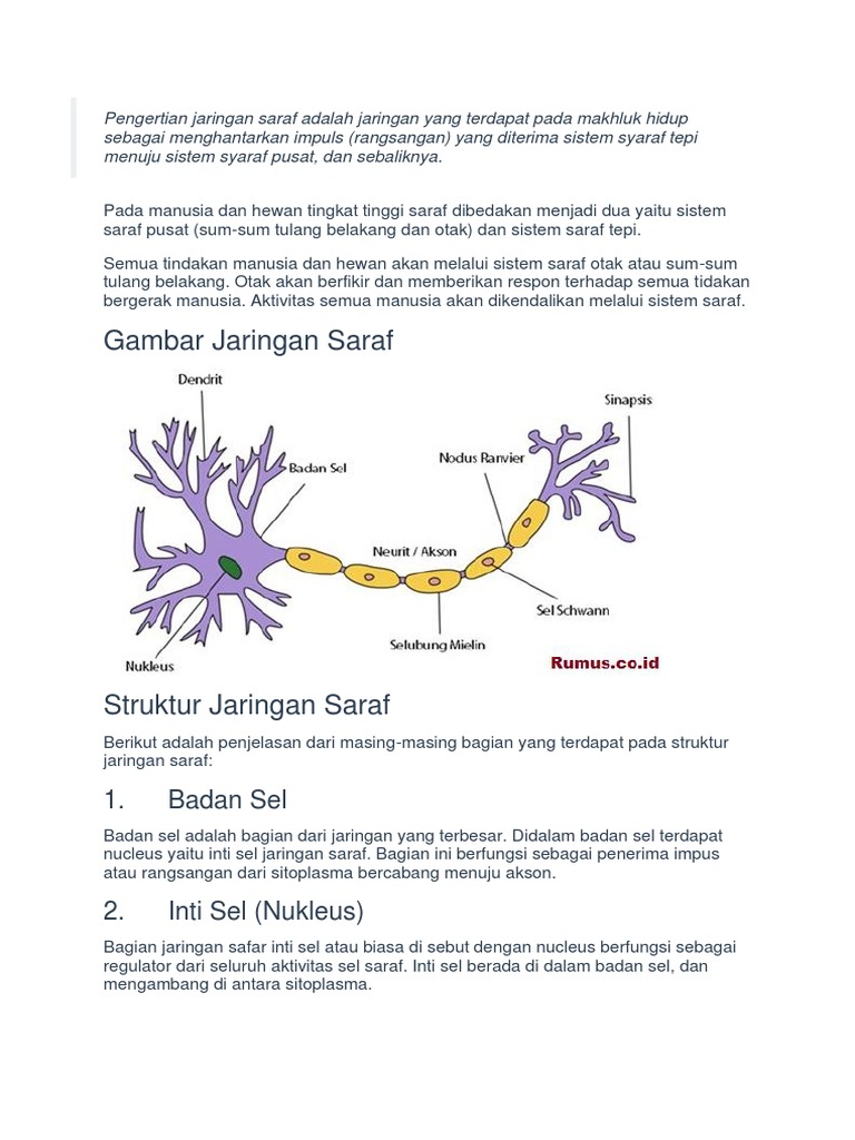 Jaringan Saraf | PDF | Pengembangan Diri | Kesehatan Holistik