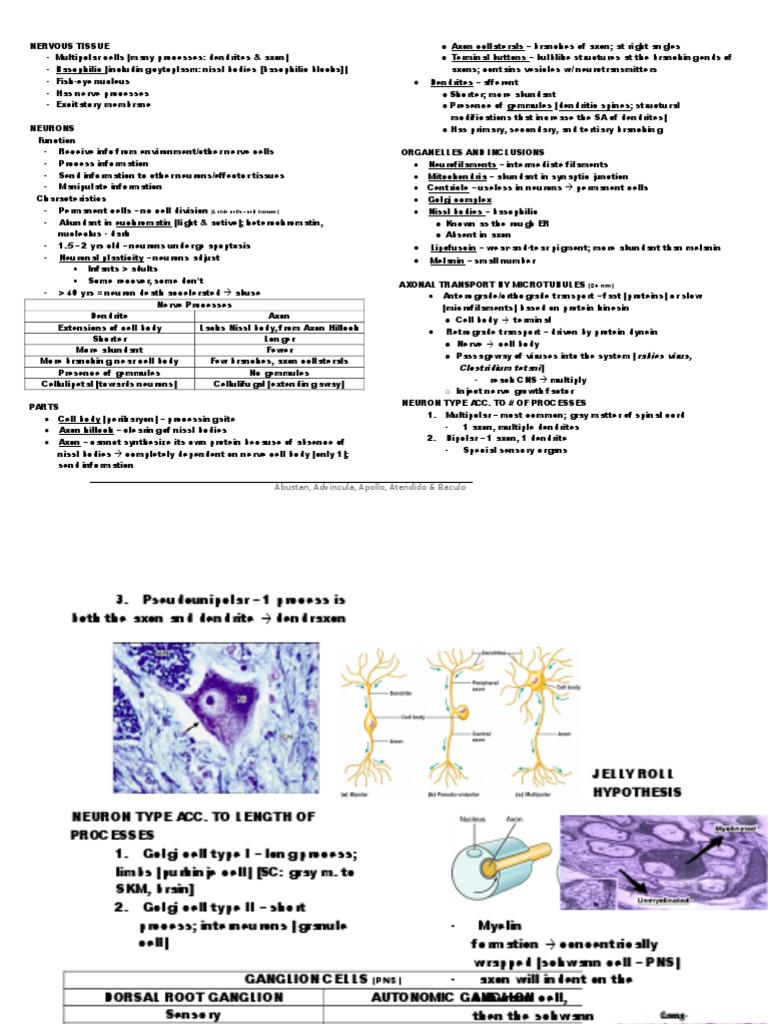 Abustan, Advincula, Apollo, Atendido & Baculo: (Labile Cells - Cell ...