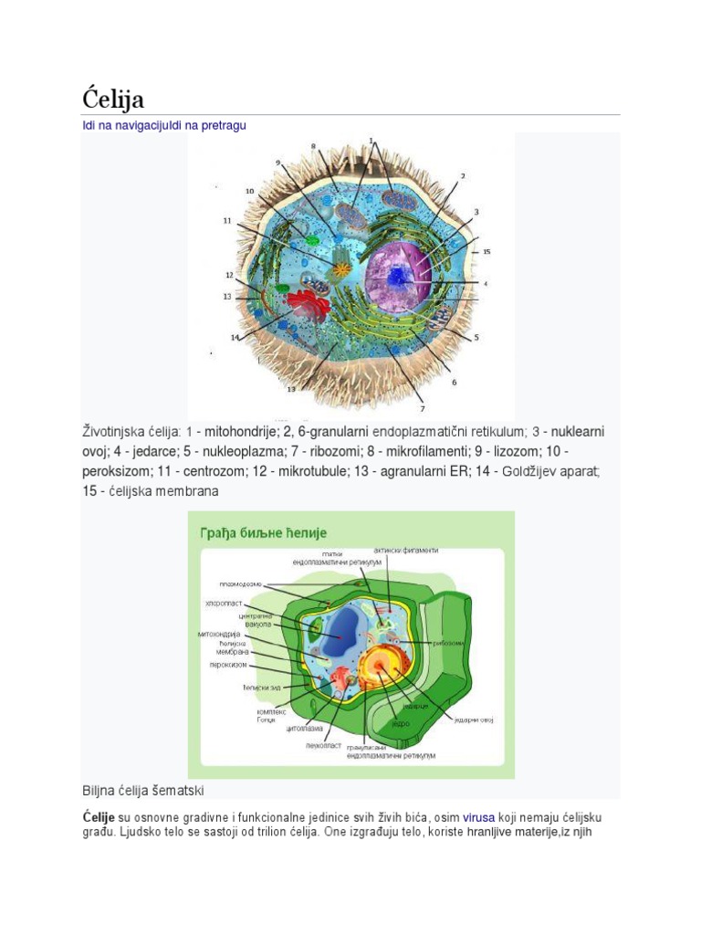 Projekat Celija New | PDF